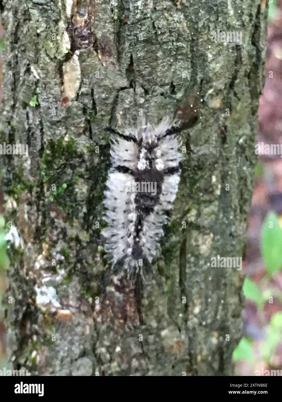 Southern Tussock Moth (Dasychira meridionalis) Insecta Stock Photo - Alamy