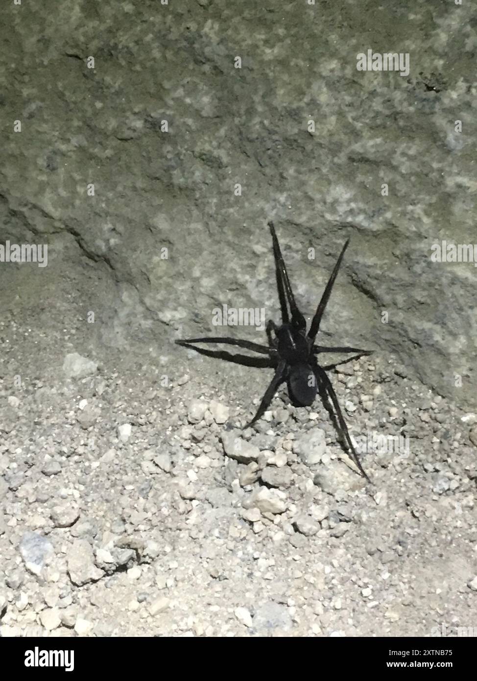 False Wolf Spiders (Zoropsidae) Arachnida Stock Photo - Alamy
