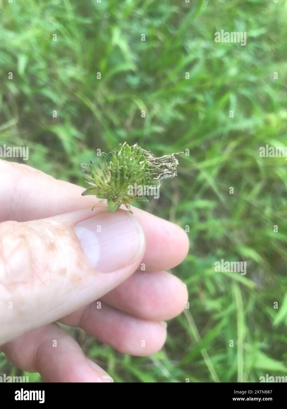 Oak Barrens Barbara's-Buttons (Marshallia legrandii) Plantae Stock ...