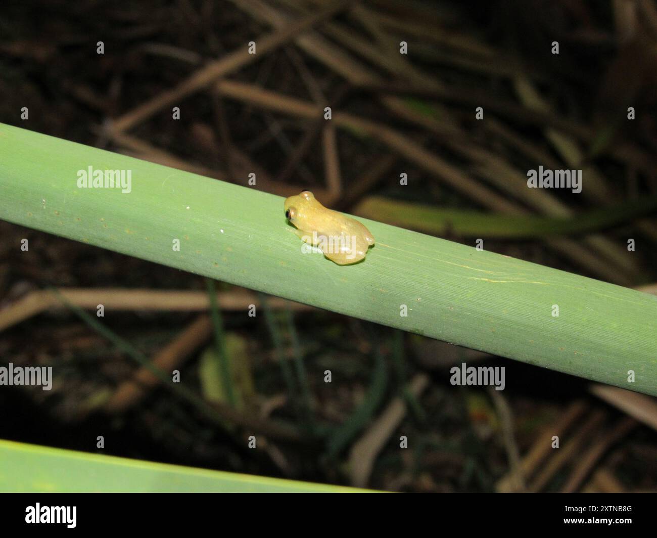 Delicate Spiny Reed Frog (Afrixalus delicatus) Amphibia Stock Photo - Alamy