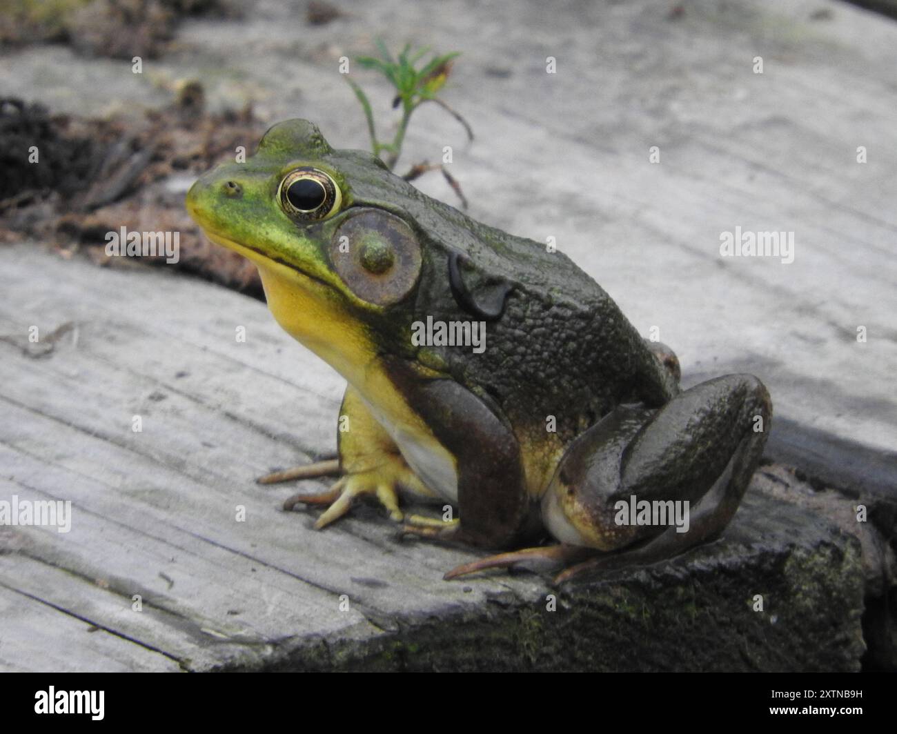 Green Frog (Lithobates clamitans) Amphibia Stock Photo - Alamy