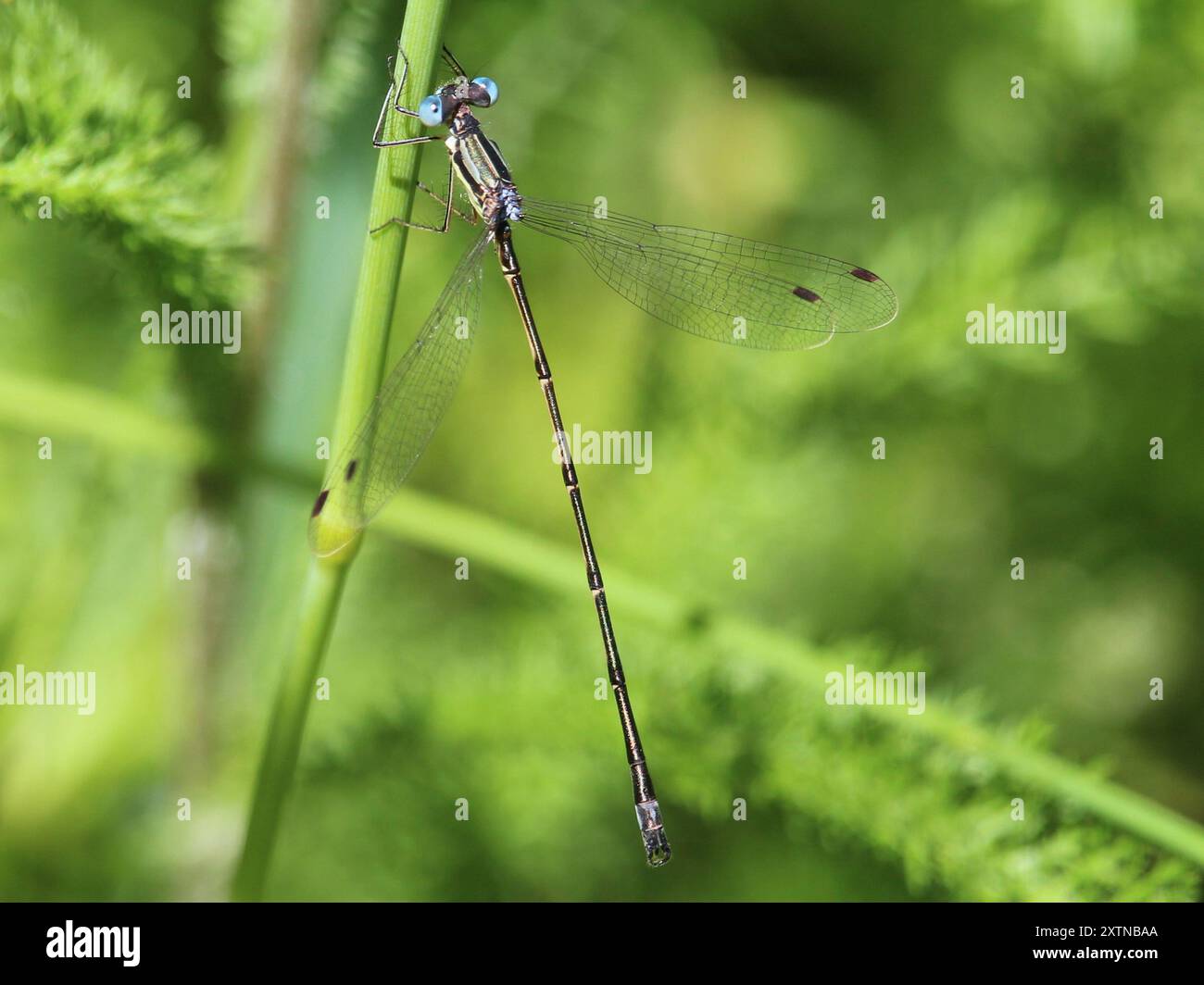 Slender Spreadwing (Lestes rectangularis) Insecta Stock Photo - Alamy