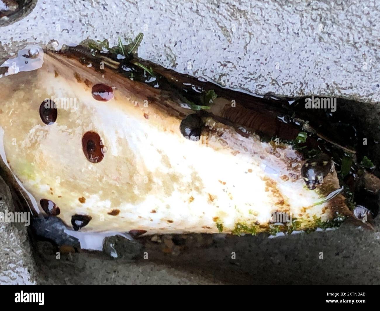 Scale-sided Piddock (Parapholas californica) Mollusca Stock Photo - Alamy