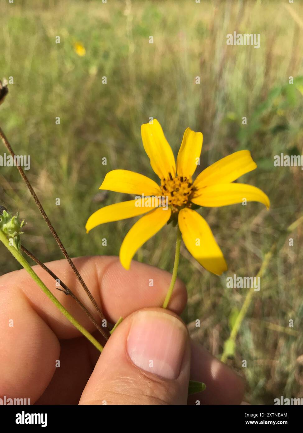 Engelmann daisy (Engelmannia peristenia) Plantae Stock Photo - Alamy