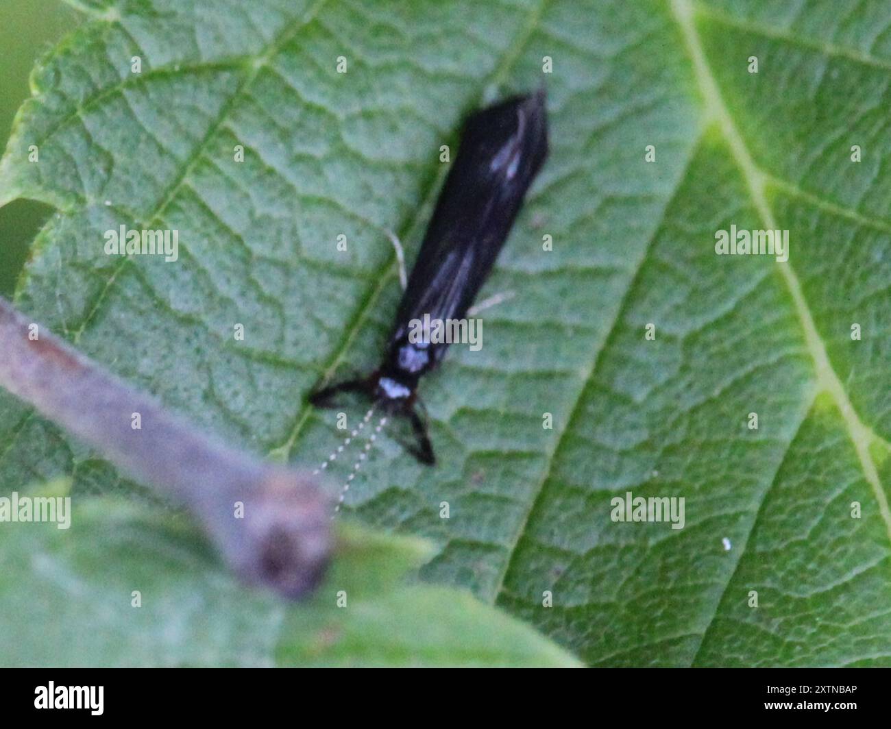 Black Dancer Caddisfly (Mystacides sepulchralis) Insecta Stock Photo ...
