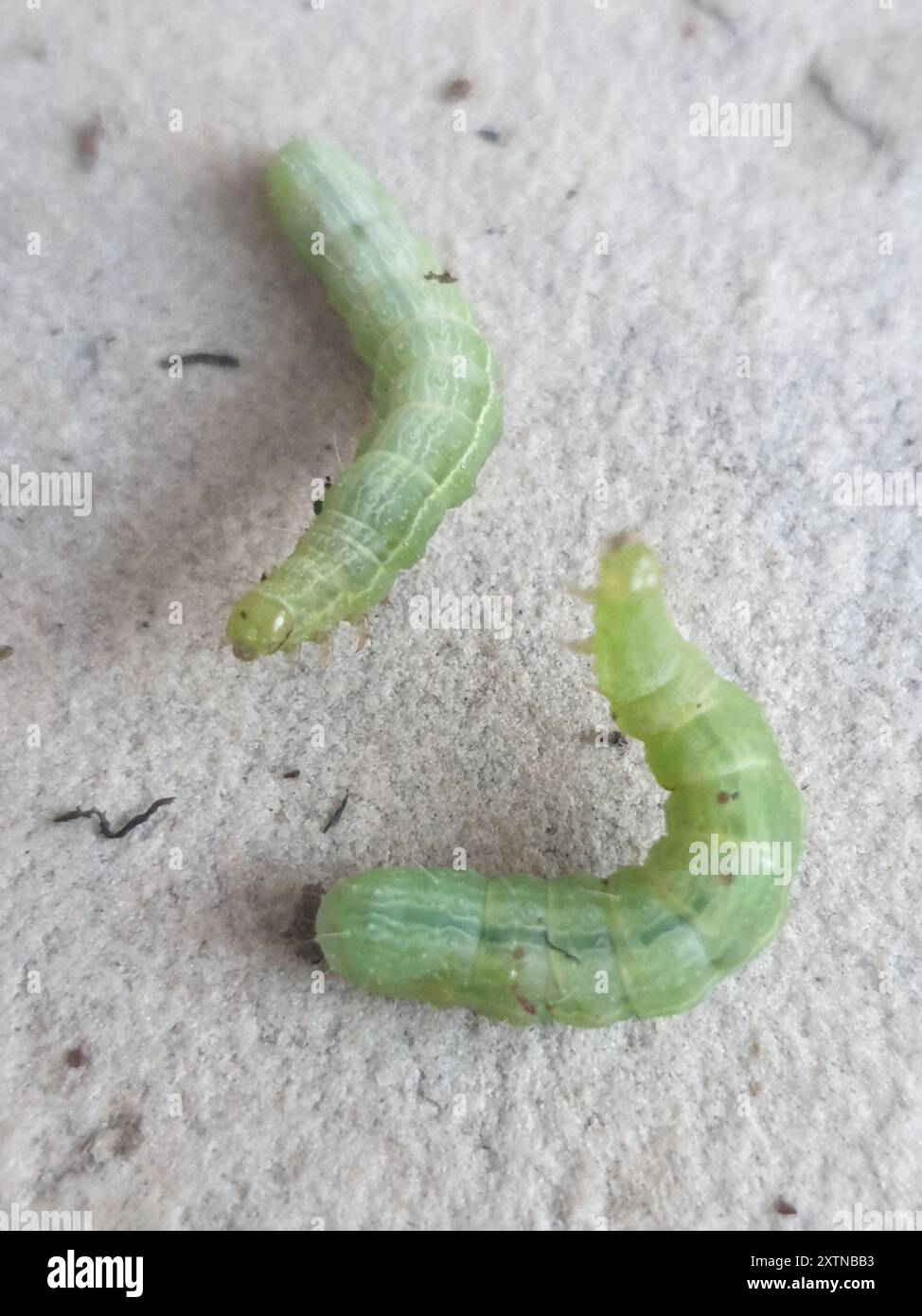 Plusiine Looper Moths (Plusiinae) Insecta Stock Photo - Alamy