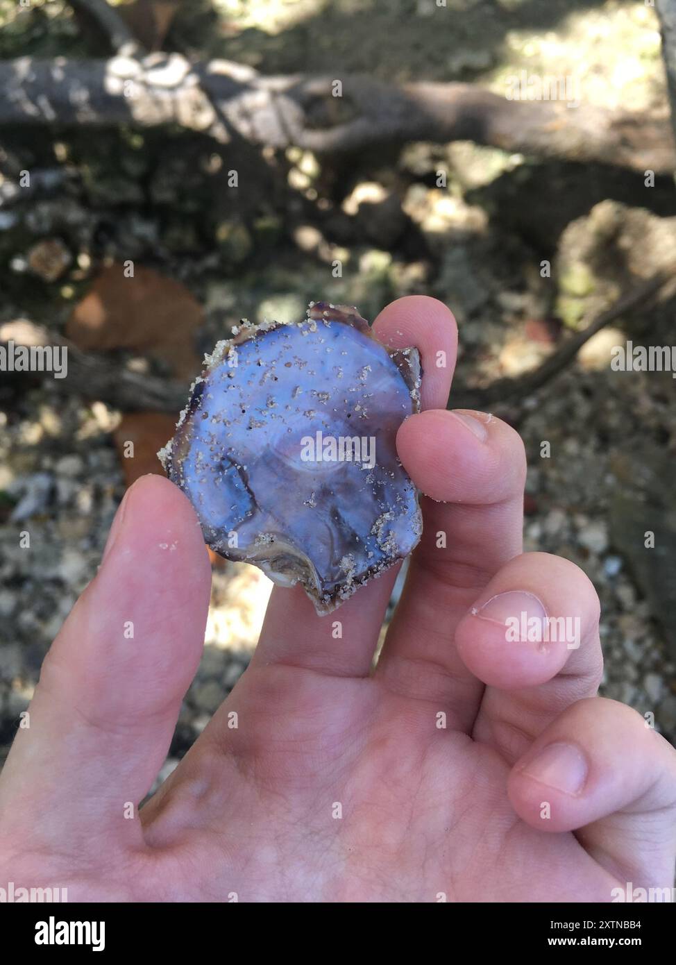 Flat Tree Oyster (Isognomon alatus) Mollusca Stock Photo - Alamy
