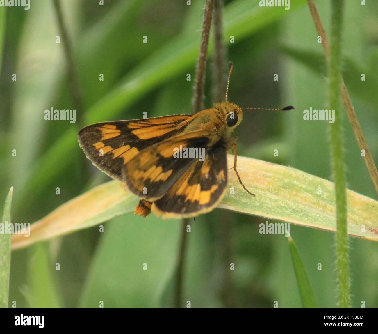 Potanthus pseudomaesa hi-res stock photography and images - Alamy