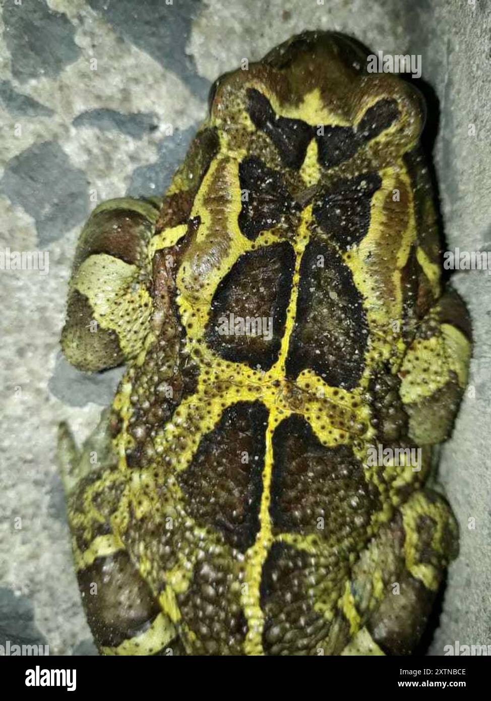 Western Leopard Toad (Sclerophrys pantherina) Amphibia Stock Photo - Alamy