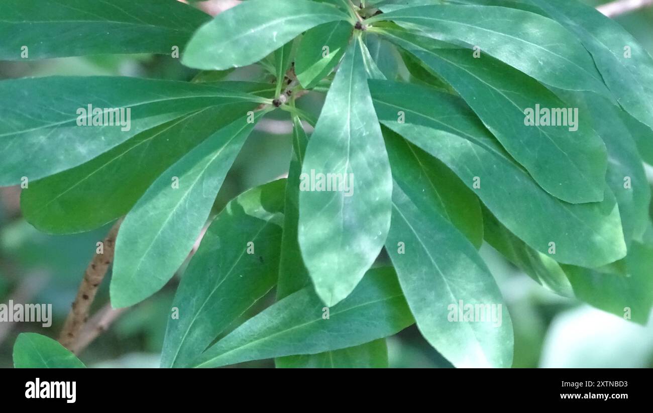 Mezereon (Daphne mezereum) Plantae Stock Photo - Alamy