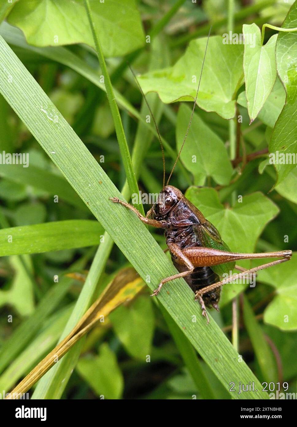 Basque Wide-winged Bush-cricket (Zeuneriana abbreviata) Insecta Stock ...