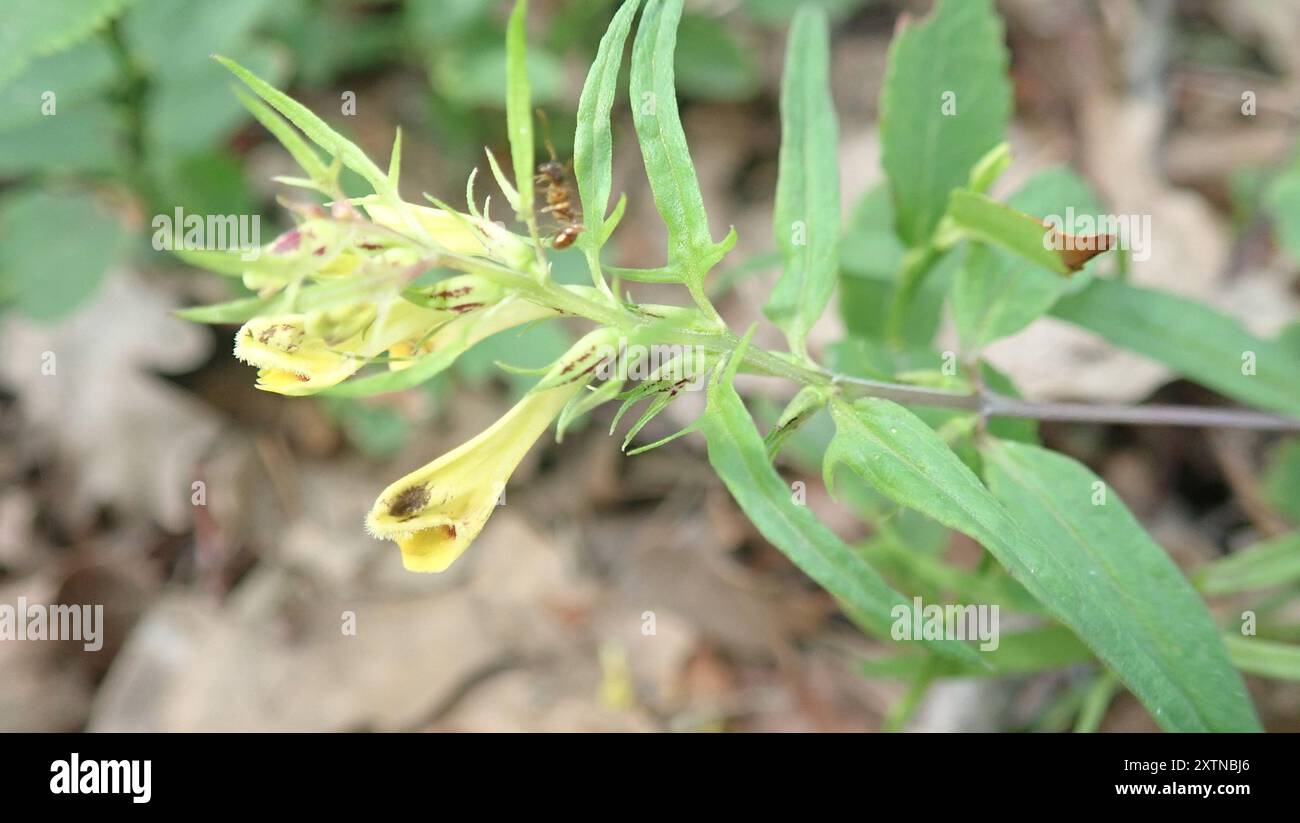 Common Cow-wheat (Melampyrum pratense) Plantae Stock Photo - Alamy
