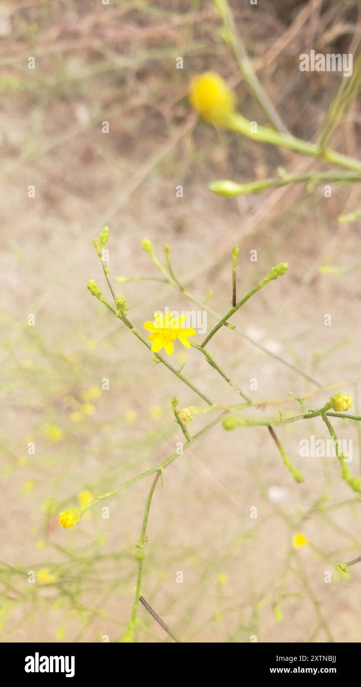 California matchweed (Gutierrezia californica) Plantae Stock Photo - Alamy