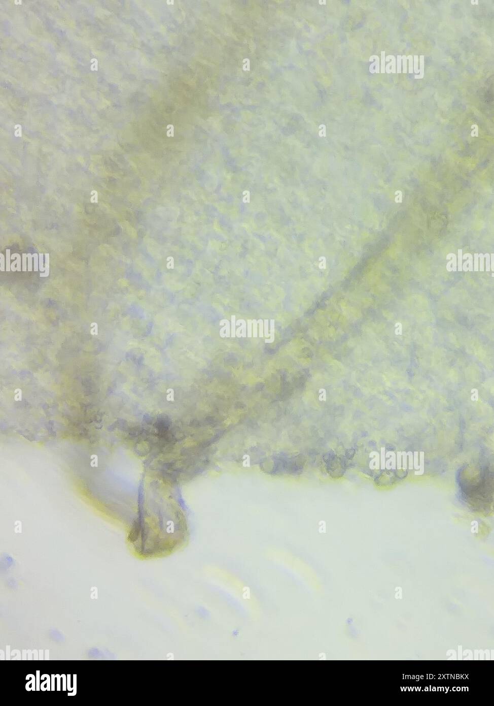 Phloeomana hi-res stock photography and images - Alamy