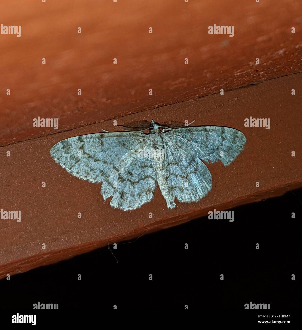 Porcelain Gray (Protoboarmia porcelaria) Insecta Stock Photo - Alamy