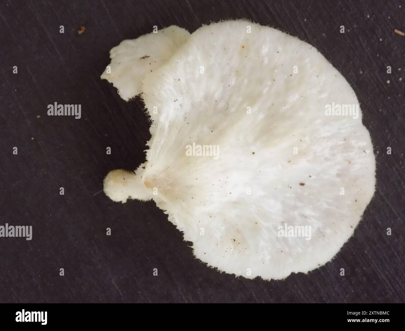 Honeycomb Fungi (Favolus) Fungi Stock Photo - Alamy