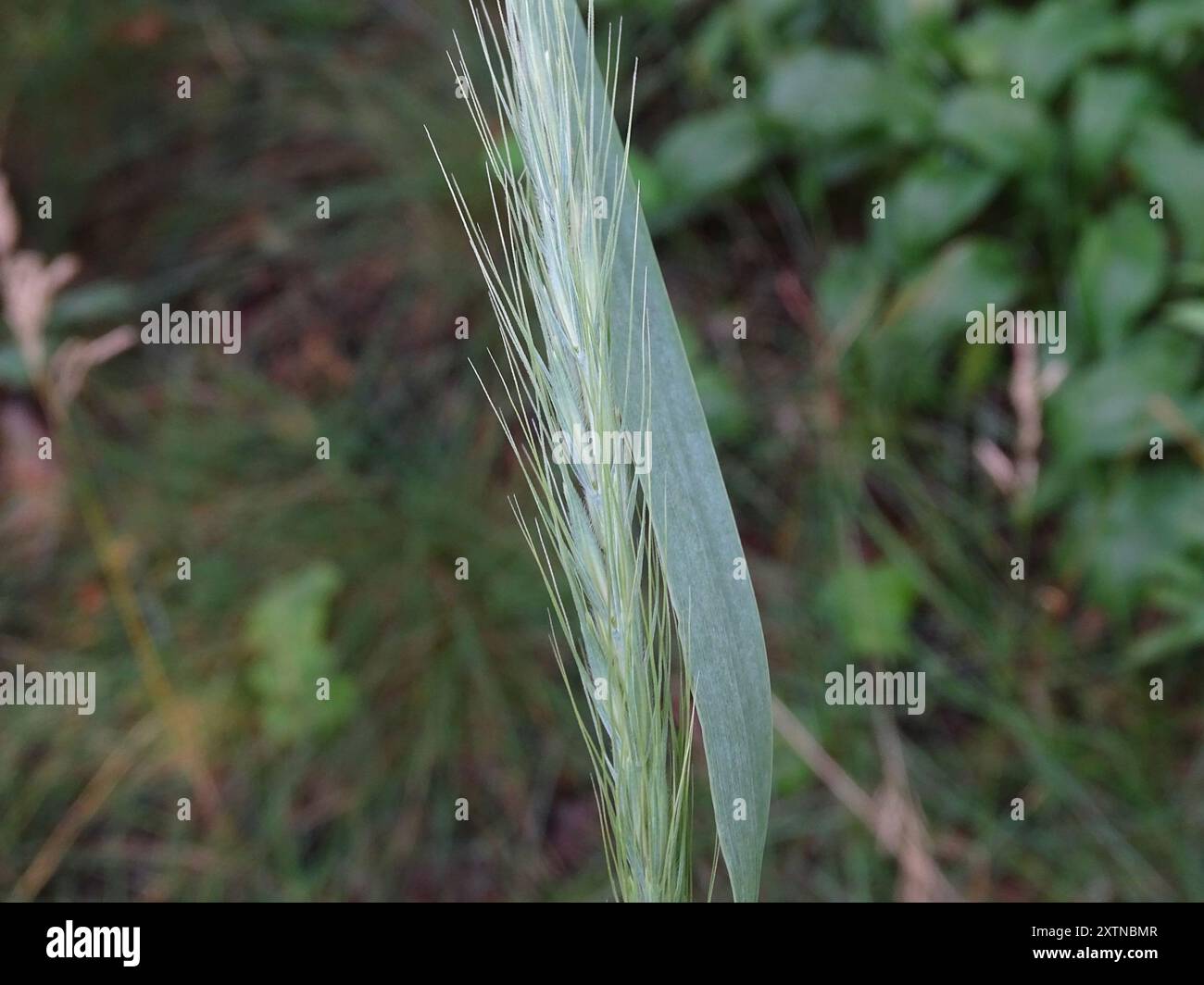 Wild Ryes and Wheatgrasses (Elymus) Plantae Stock Photo - Alamy