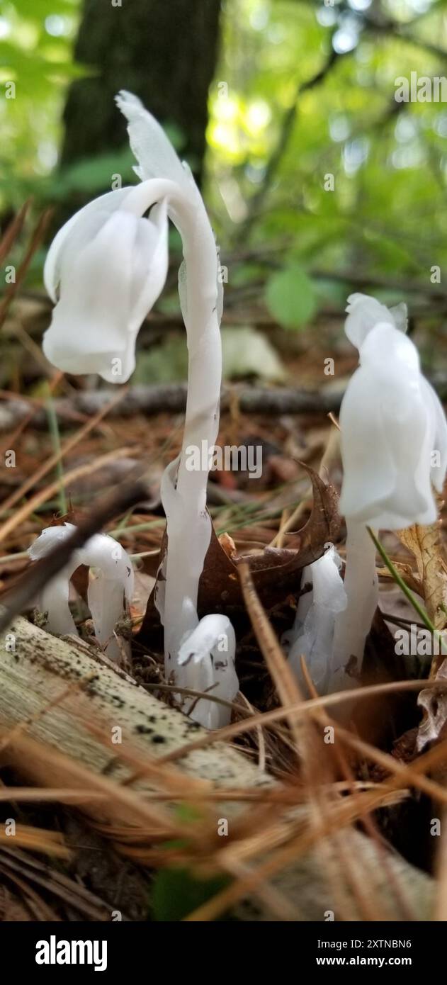Ghost Pipe (Monotropa uniflora) Plantae Stock Photo - Alamy