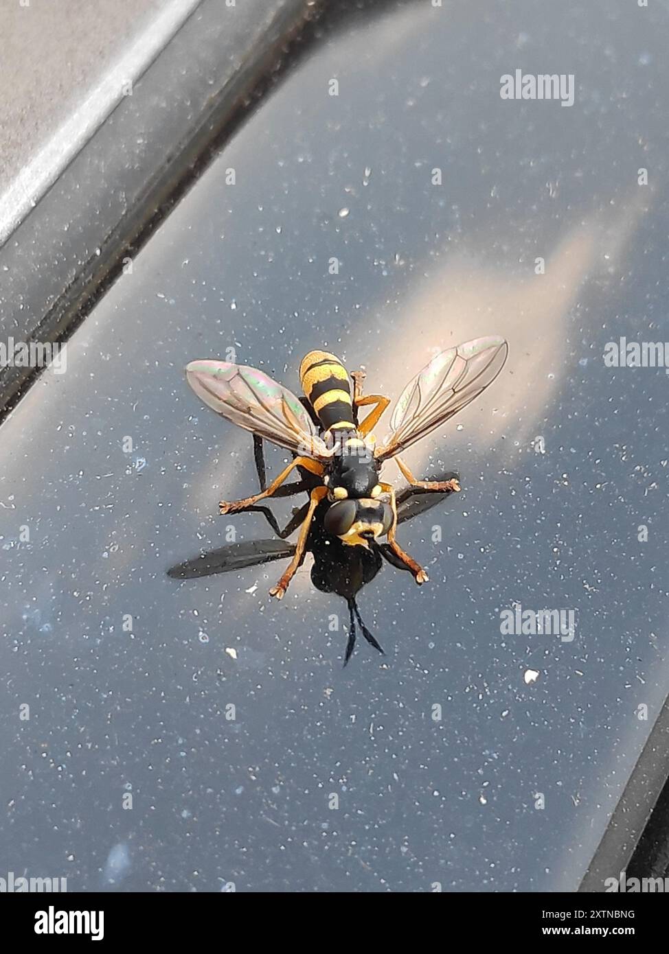 Leopoldius hi-res stock photography and images - Alamy