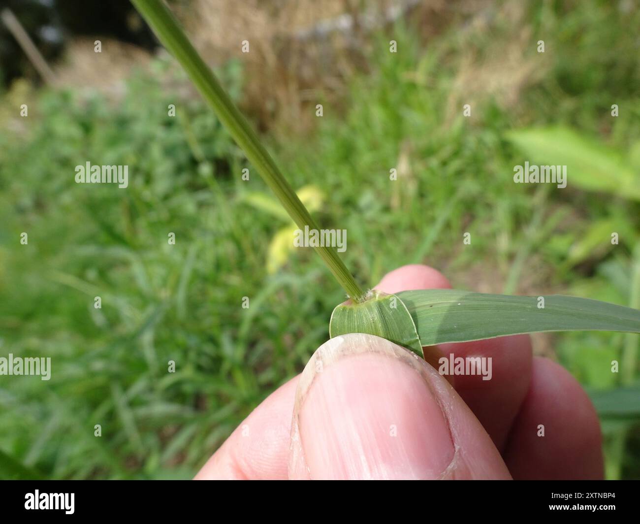 hooked bristle grass (Setaria verticillata) Plantae Stock Photo - Alamy