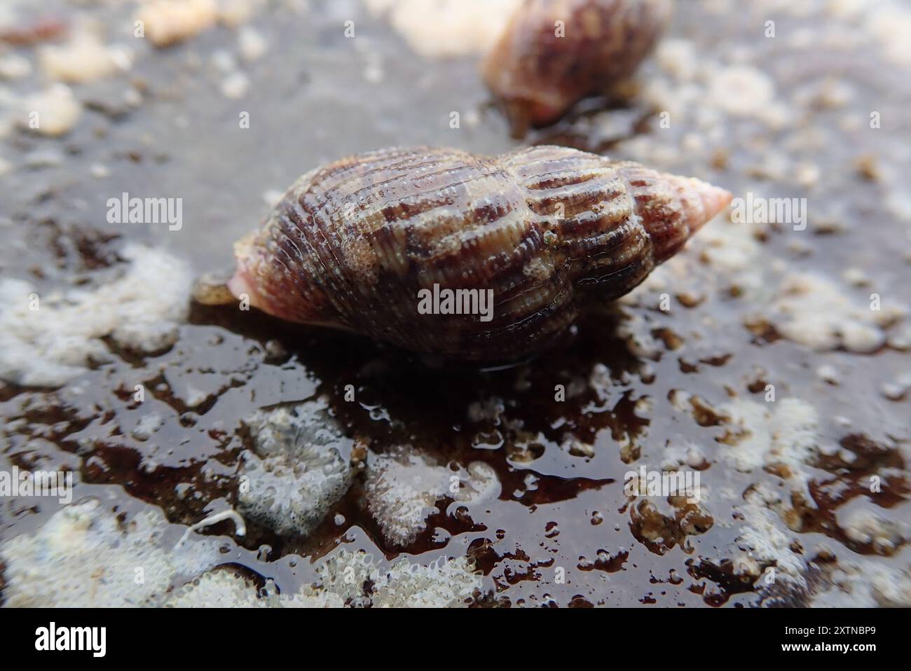Wrinkled Amphissa (Amphissa columbiana) Mollusca Stock Photo - Alamy