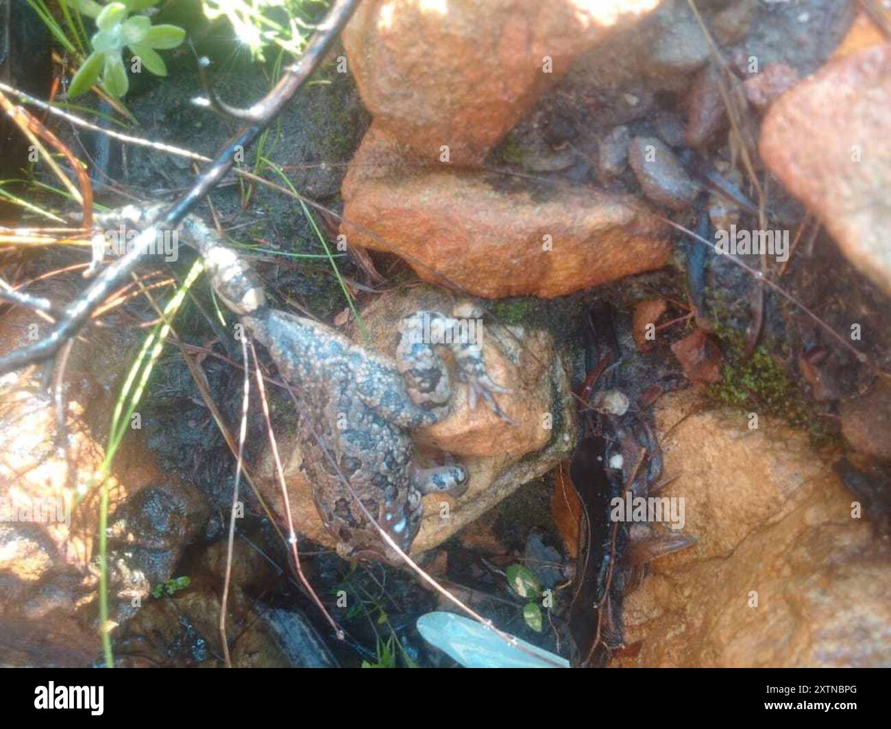 Raucous Toad (Sclerophrys capensis) Amphibia Stock Photo - Alamy