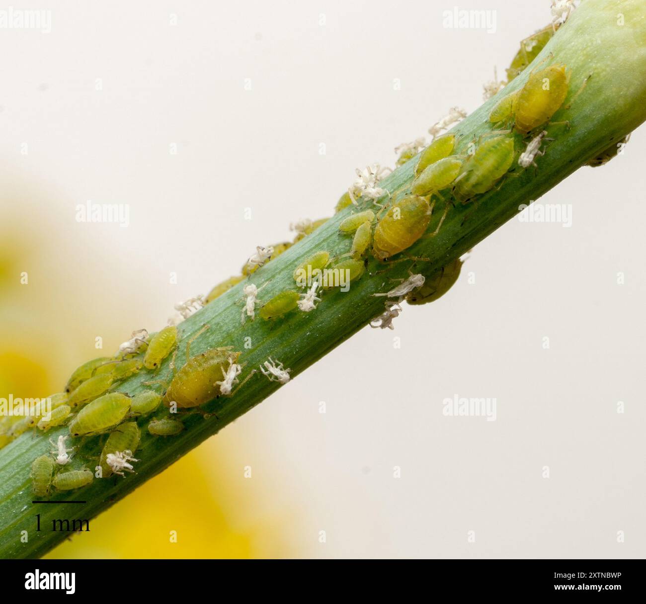 Carrot Aphid (Cavariella aegopodii) Insecta Stock Photo - Alamy