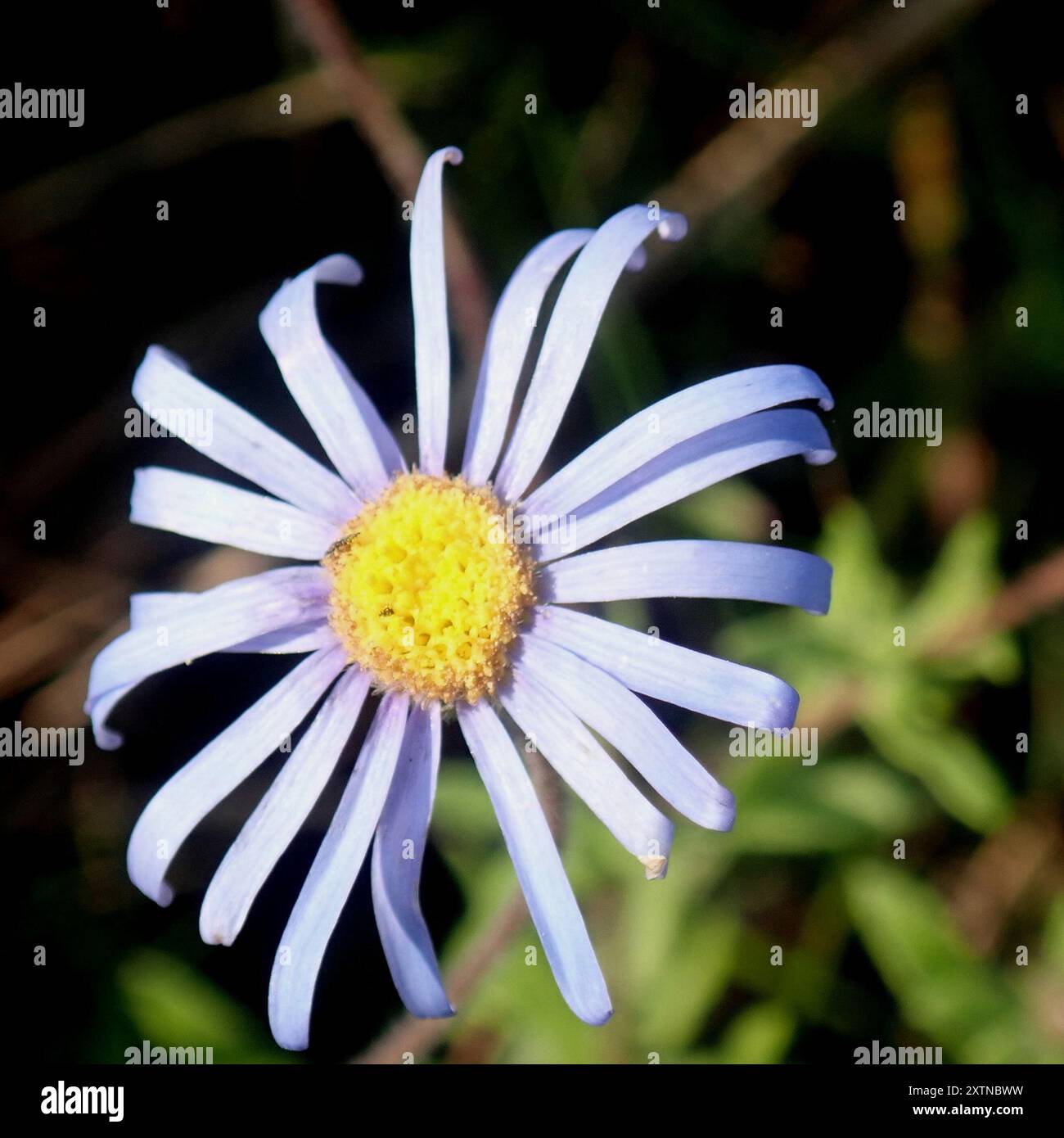 Soft Felicia (Felicia amoena) Plantae Stock Photo - Alamy