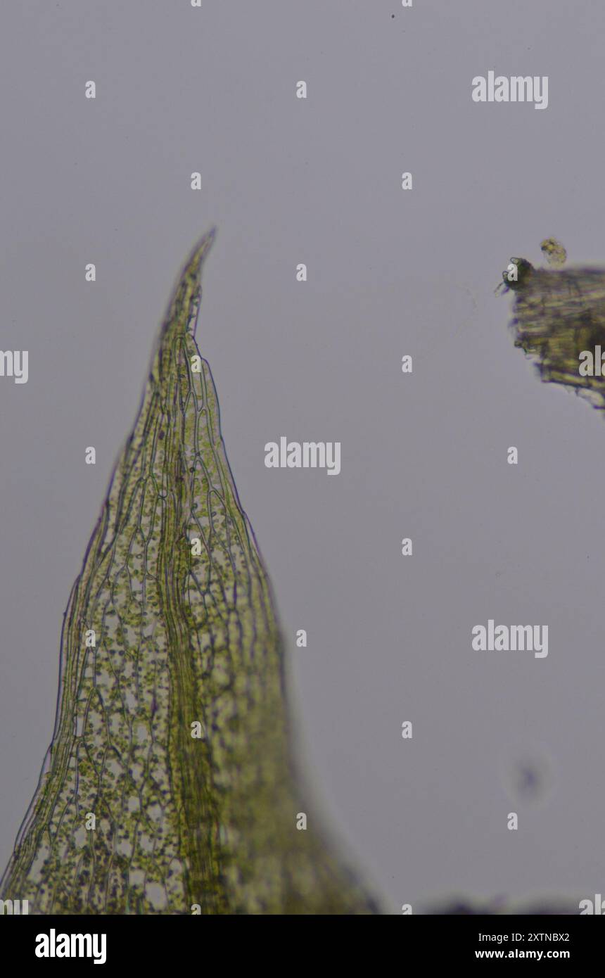 Long-leaved Thread Moss (Ptychostomum pseudotriquetrum) Plantae Stock ...