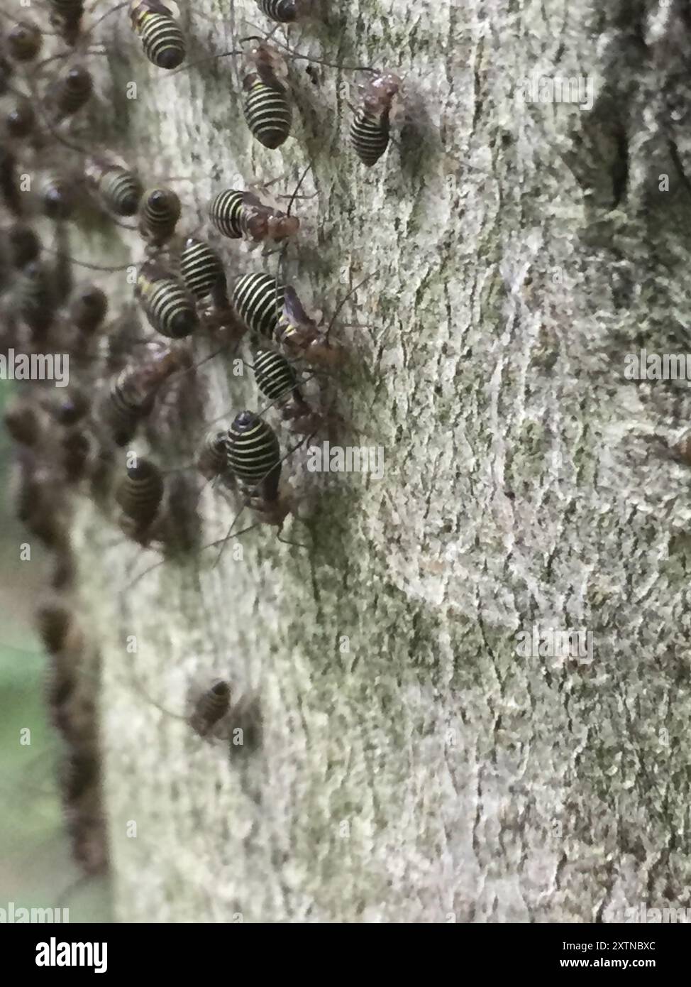 Tree Cattle (Cerastipsocus venosus) Insecta Stock Photo - Alamy
