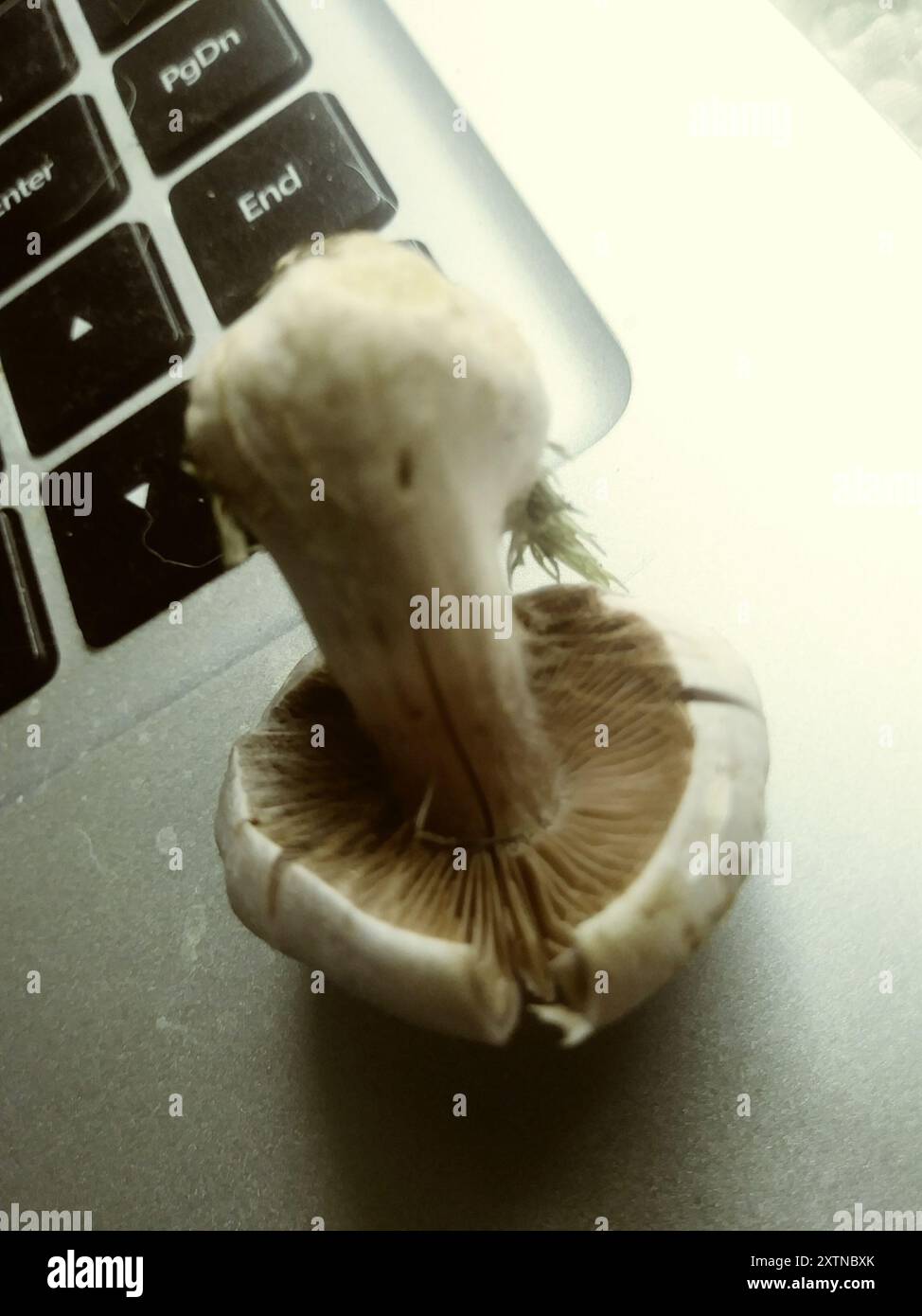 Webcaps (Cortinarius) Fungi Stock Photo - Alamy