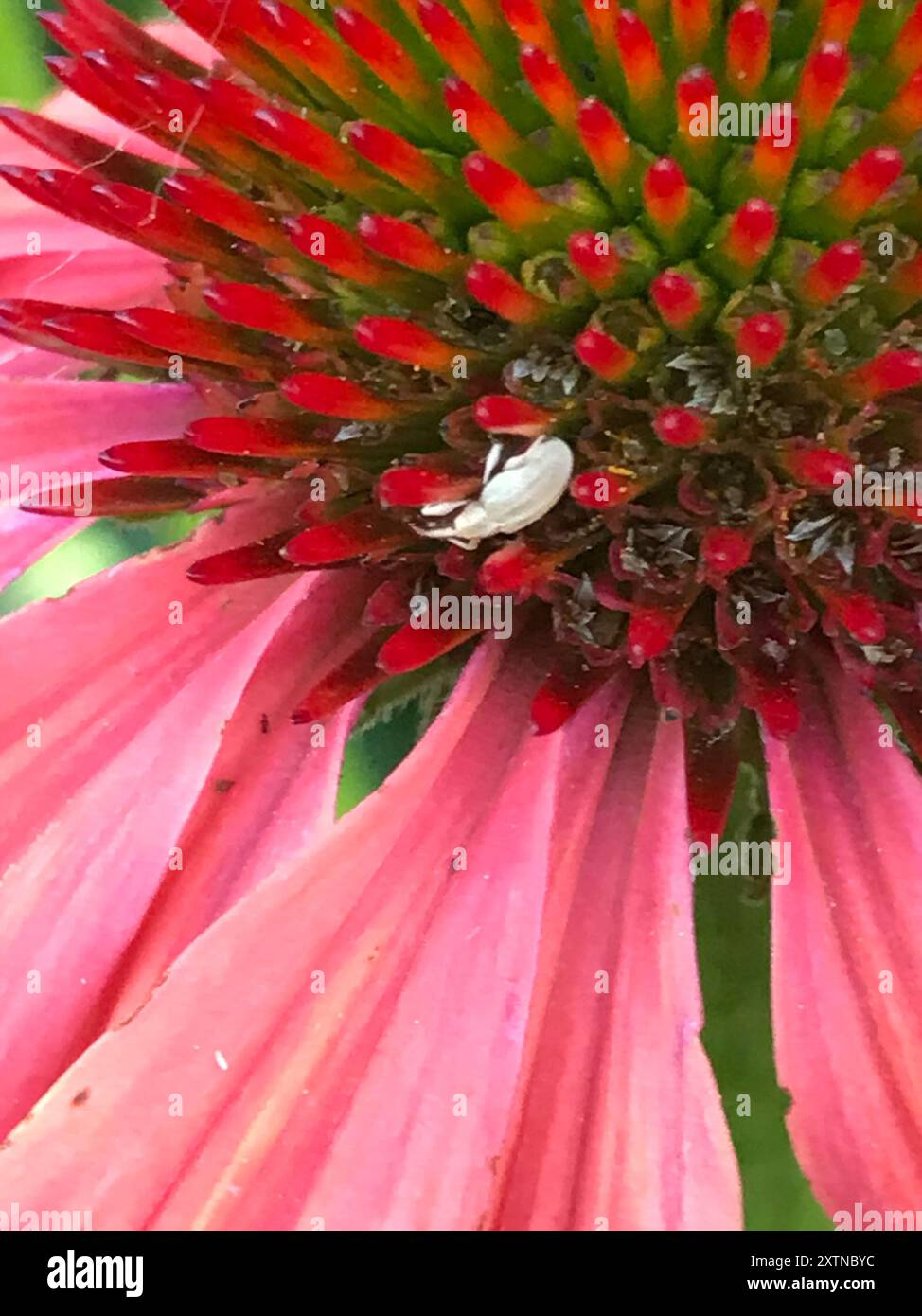 True Weevils (Curculionidae) Insecta Stock Photo - Alamy