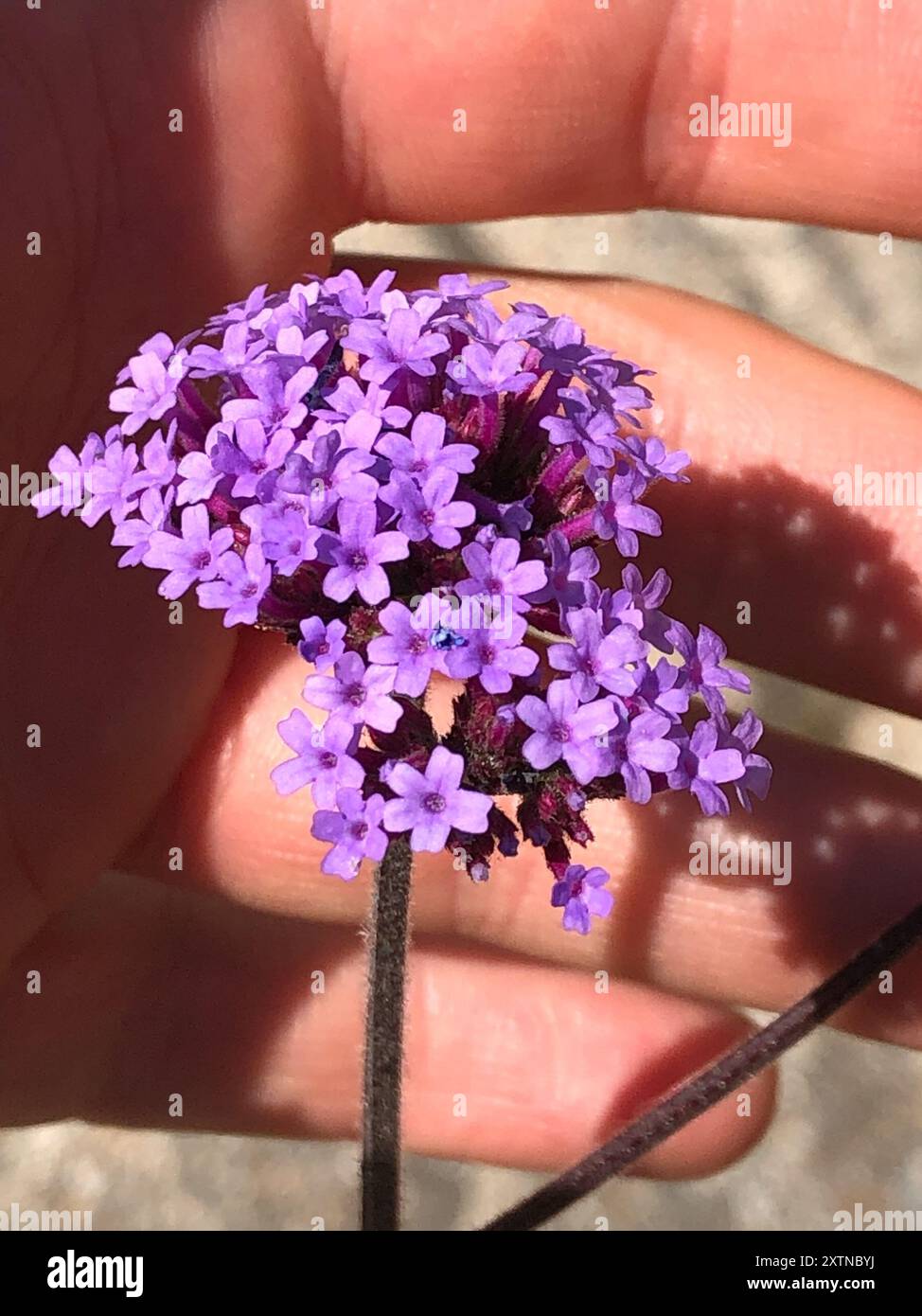 purpletop vervain (Verbena bonariensis) Plantae Stock Photo - Alamy