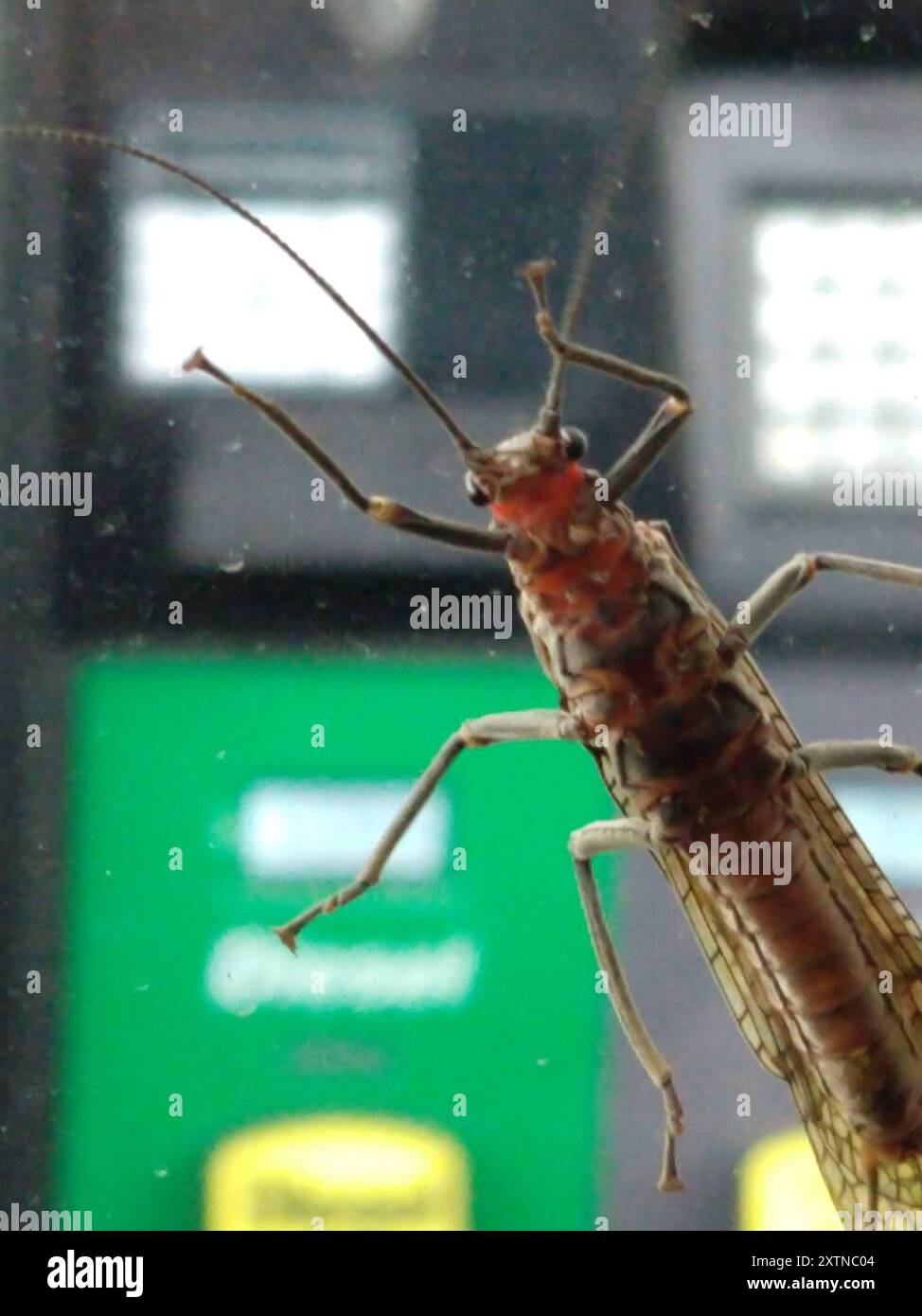 Giant Stoneflies and Salmonflies (Pteronarcys) Insecta Stock Photo - Alamy