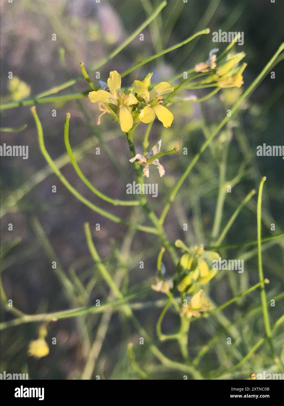 Tall Tumblemustard (Sisymbrium altissimum) Plantae Stock Photo - Alamy