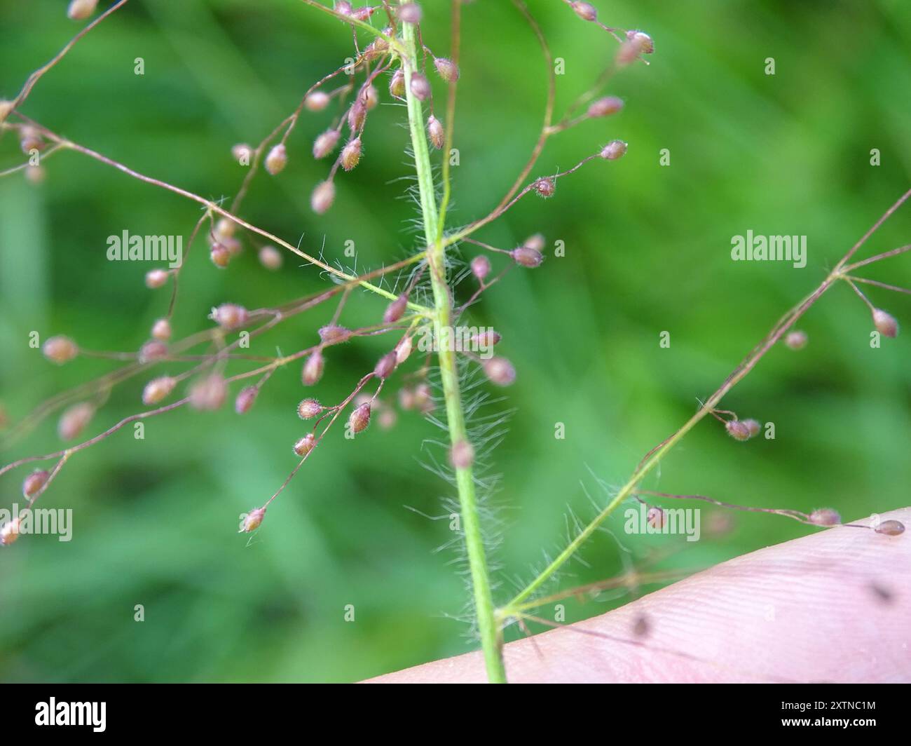 old field panic grass (Dichanthelium implicatum) Plantae Stock Photo ...