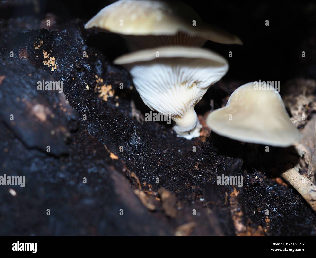 (Pleurotus purpureo-olivaceus) Fungi Stock Photo - Alamy