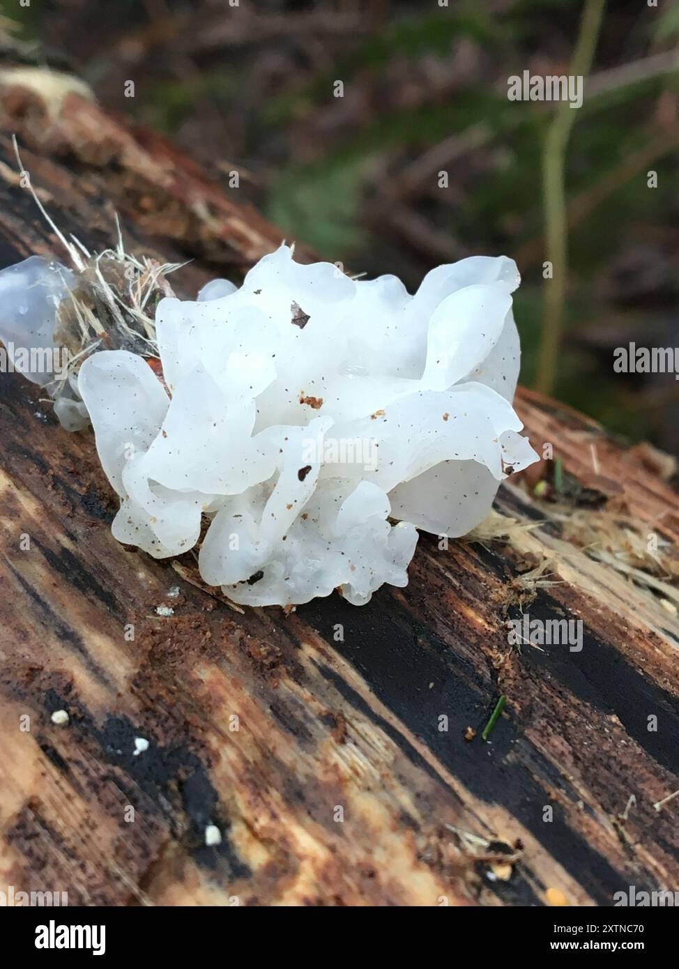 snow fungus (Tremella fuciformis) Fungi Stock Photo - Alamy