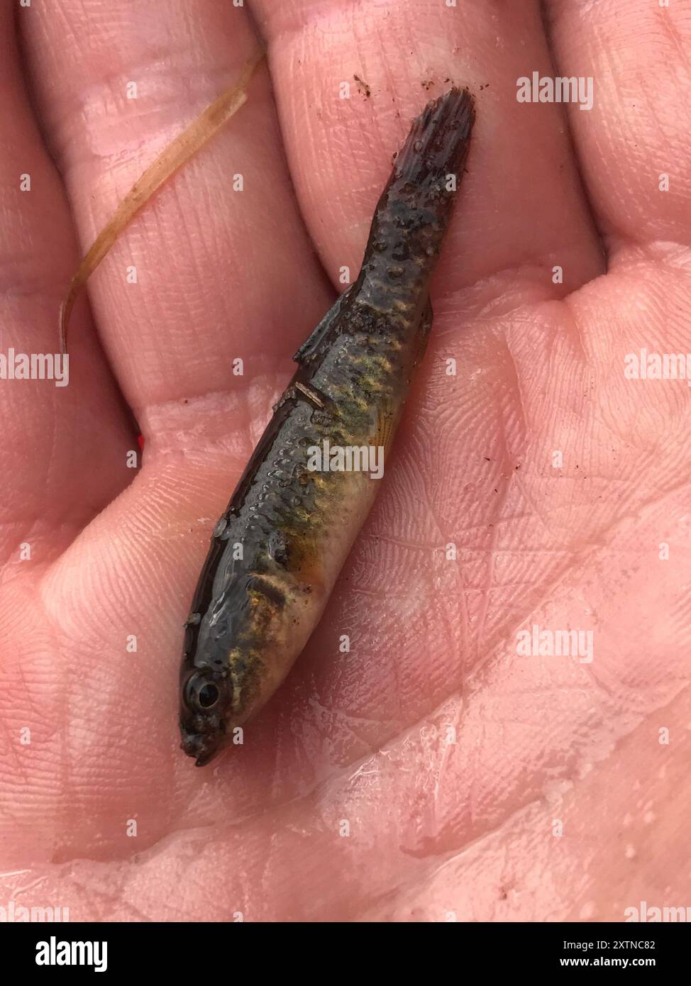 Umbra limi hi-res stock photography and images - Alamy