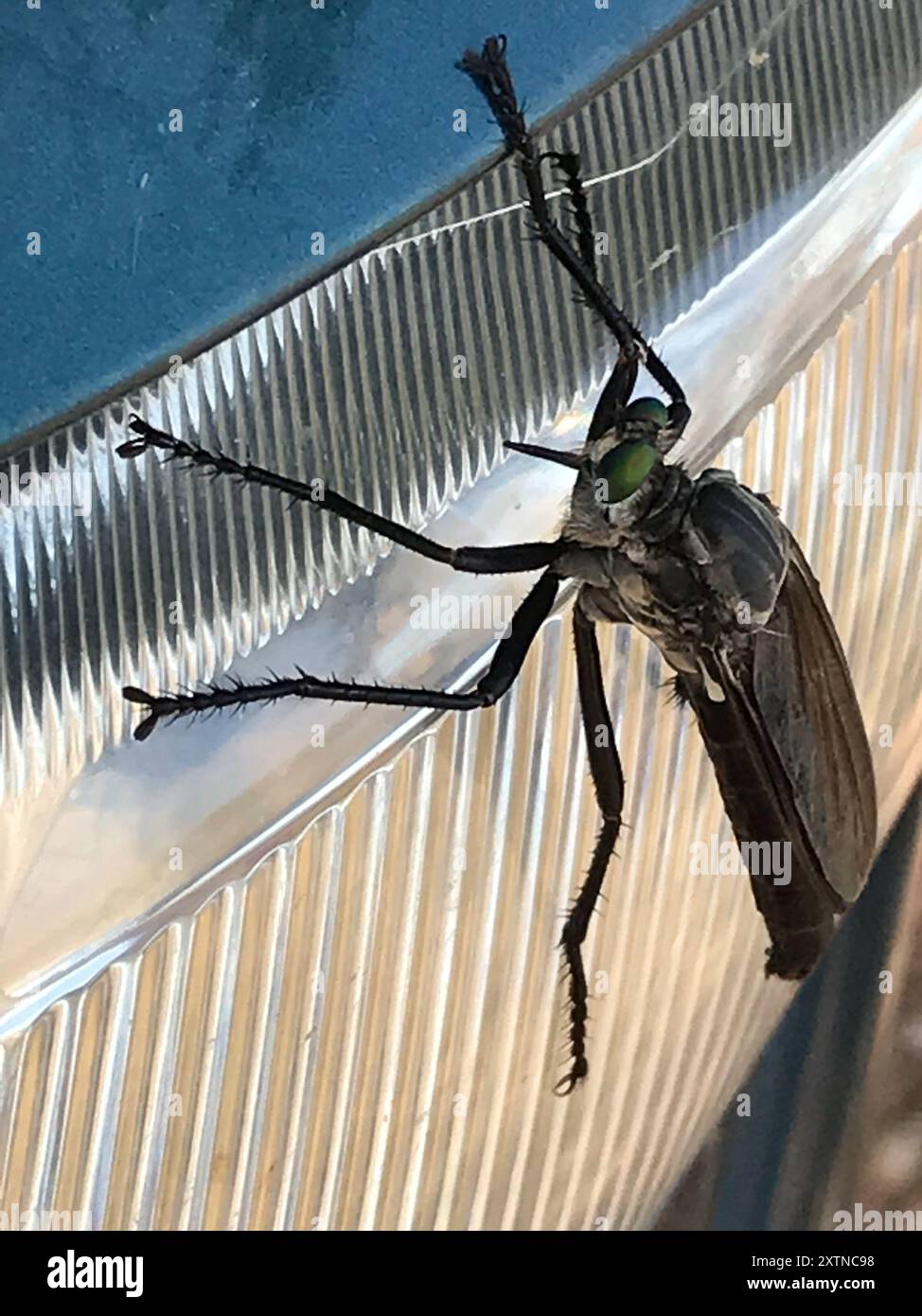 Giant Prairie Robber Fly (Microstylum morosum) Insecta Stock Photo - Alamy