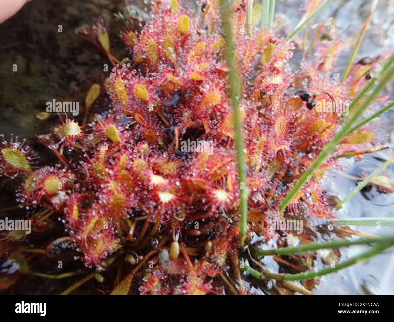 Great Sundew (Drosera anglica) Plantae Stock Photo - Alamy