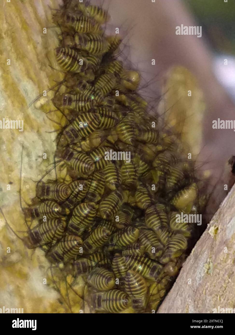 Tree Cattle (Cerastipsocus venosus) Insecta Stock Photo - Alamy
