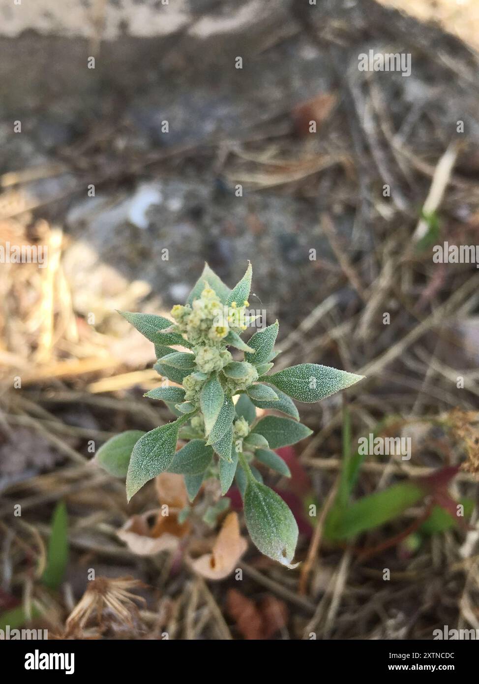 Stinking Goosefoot (Chenopodium vulvaria) Plantae Stock Photo - Alamy