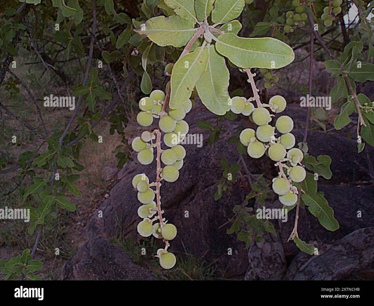 Pappea capensis hi-res stock photography and images - Alamy