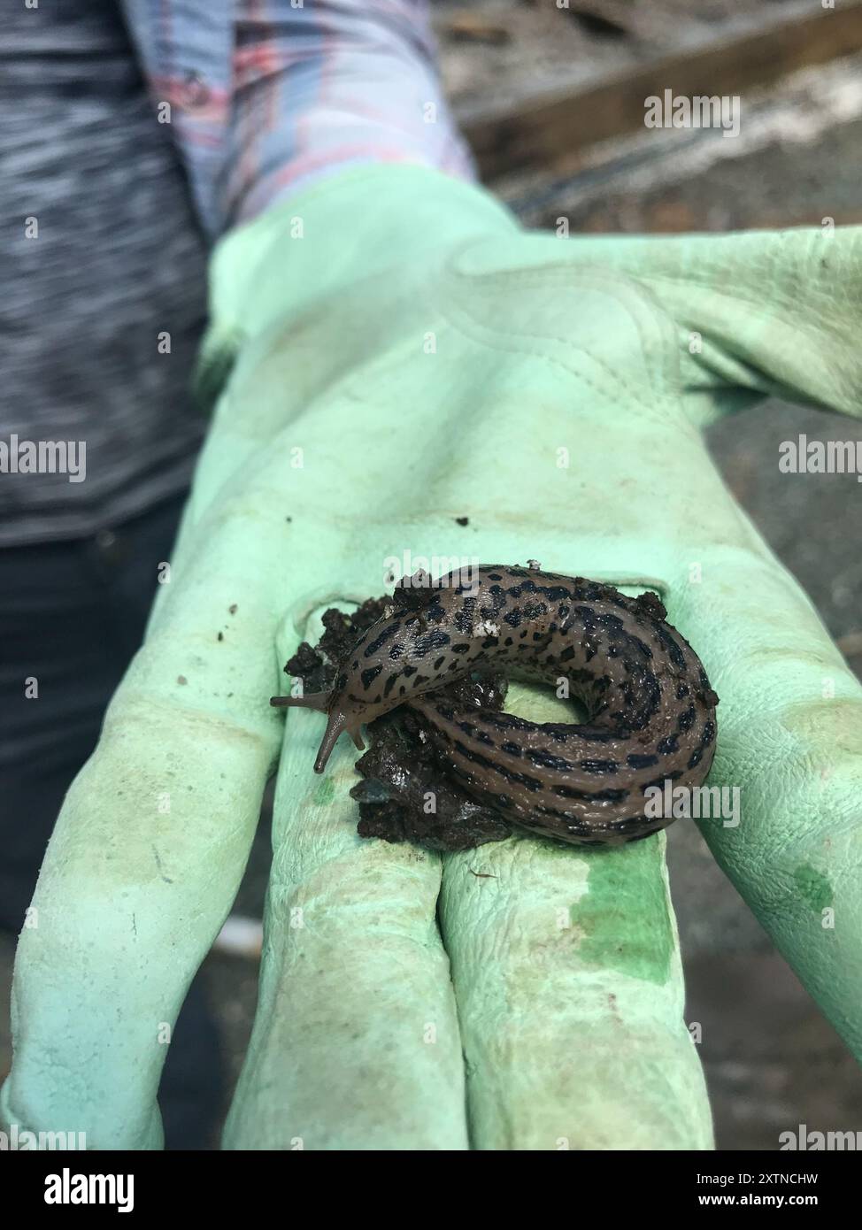 Leopard Slug (Limax maximus) Mollusca Stock Photo - Alamy
