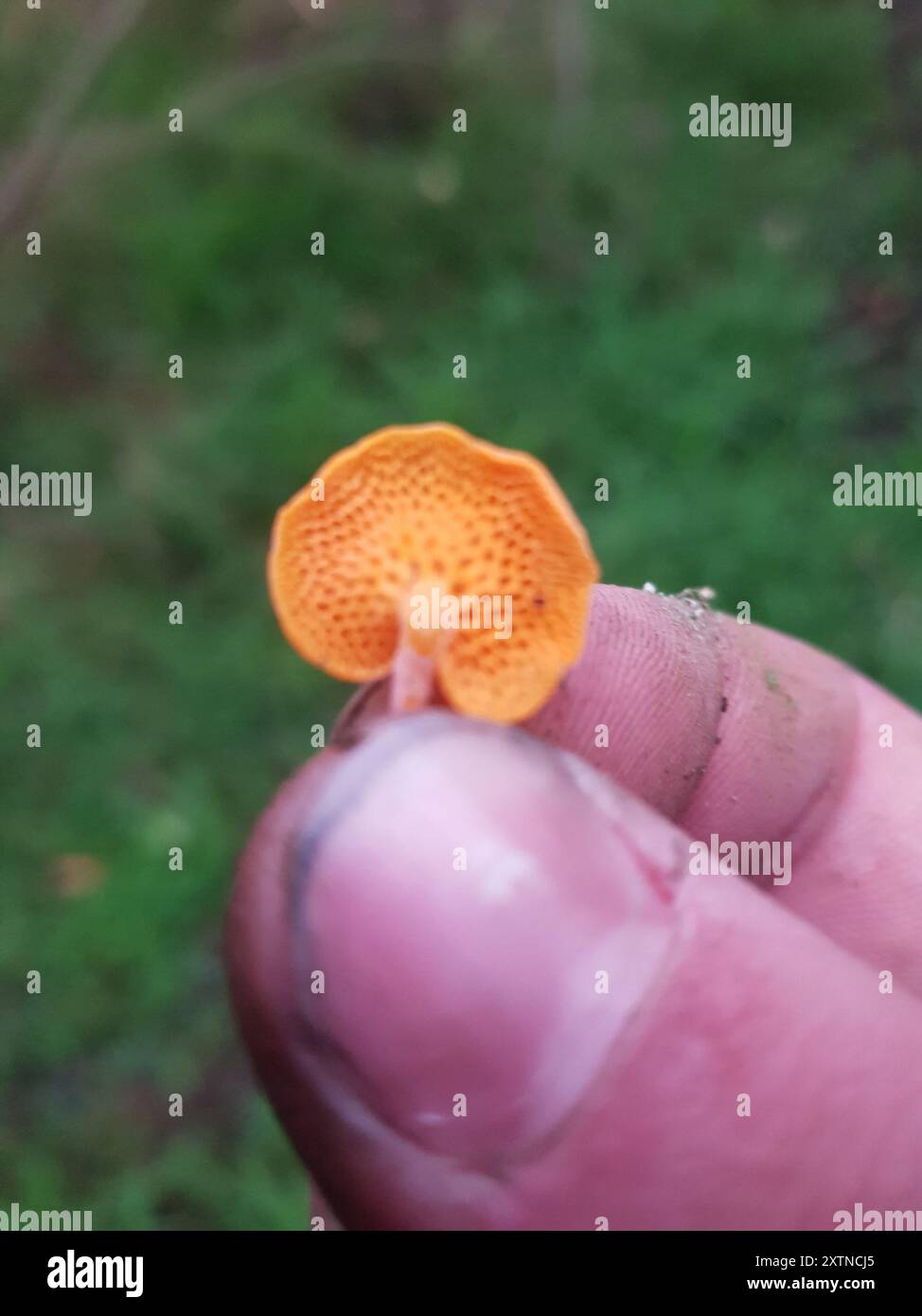 orange pore fungus (Favolaschia claudopus) Fungi Stock Photo - Alamy