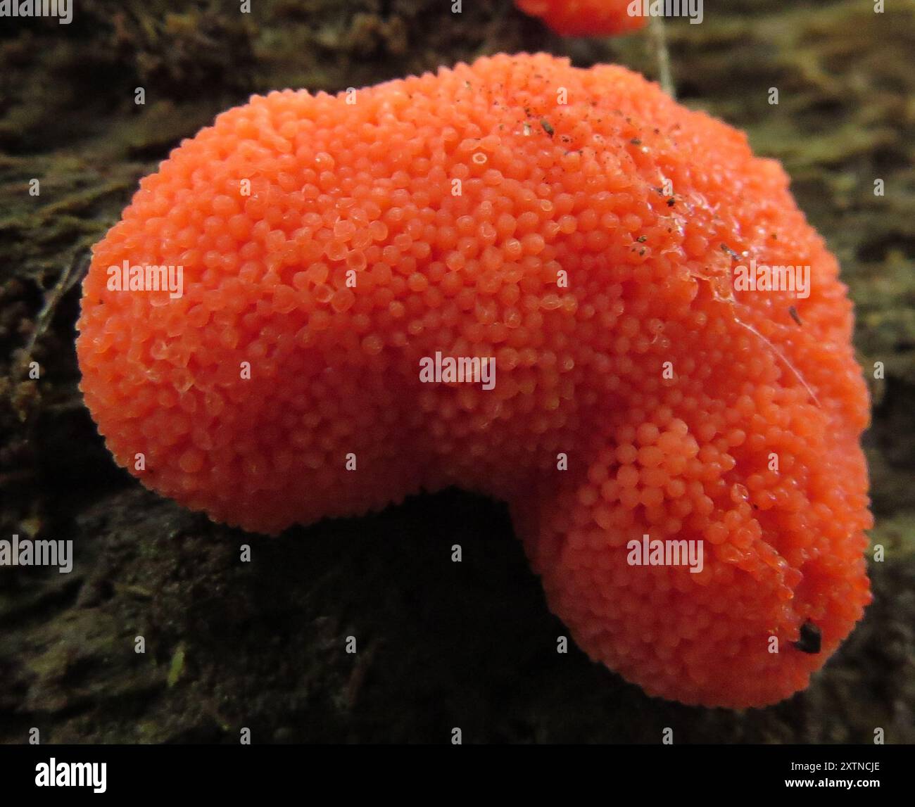 Red Raspberry Slime Mold (Tubifera ferruginosa) Protozoa Stock Photo ...