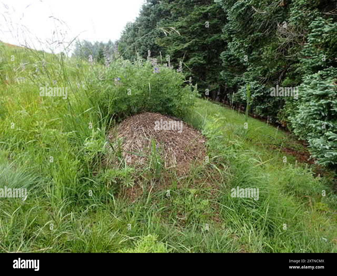 Western Thatching Ant (Formica obscuripes) Insecta Stock Photo - Alamy