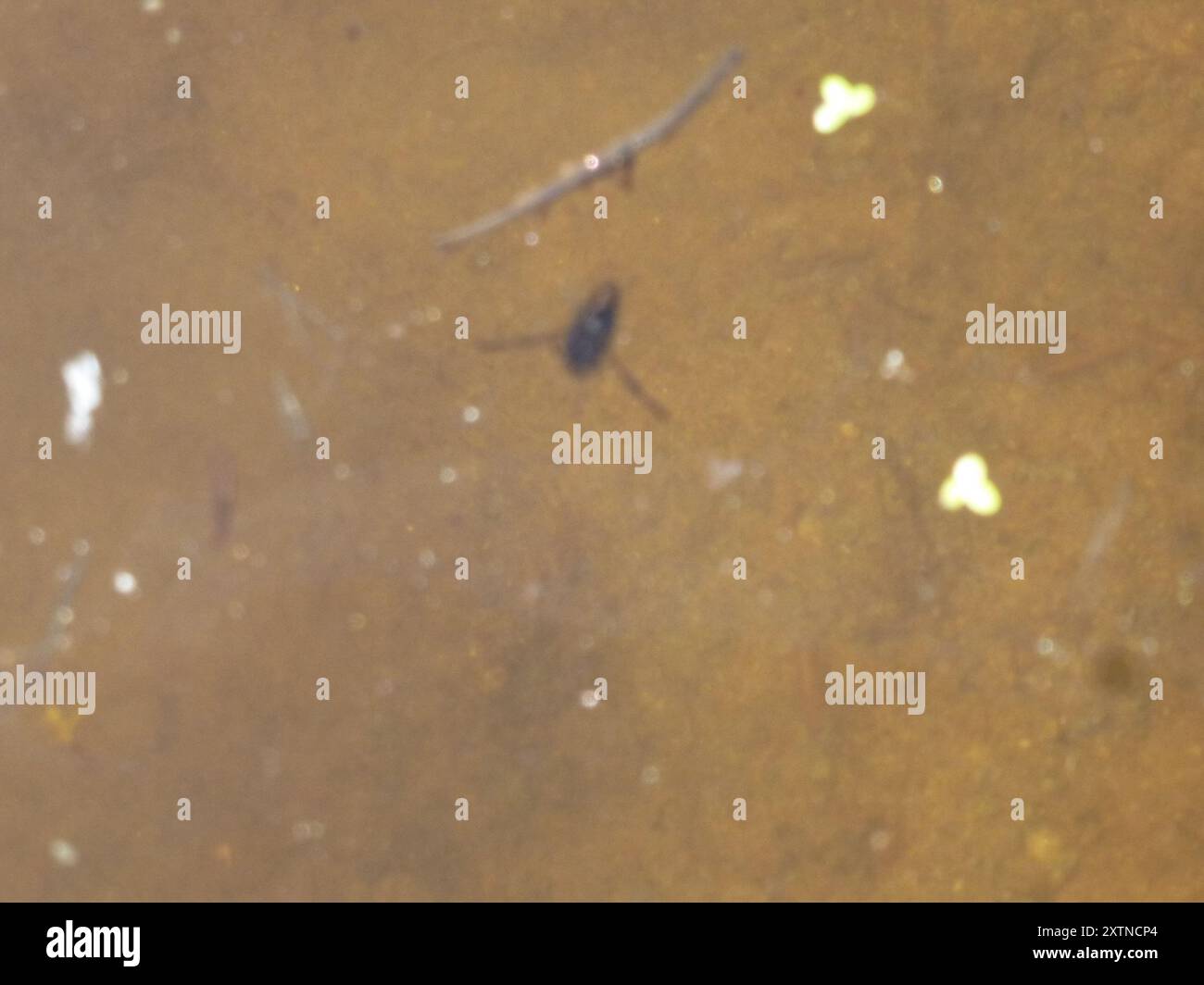 Milky Backswimmers (Notonecta) Insecta Stock Photo - Alamy