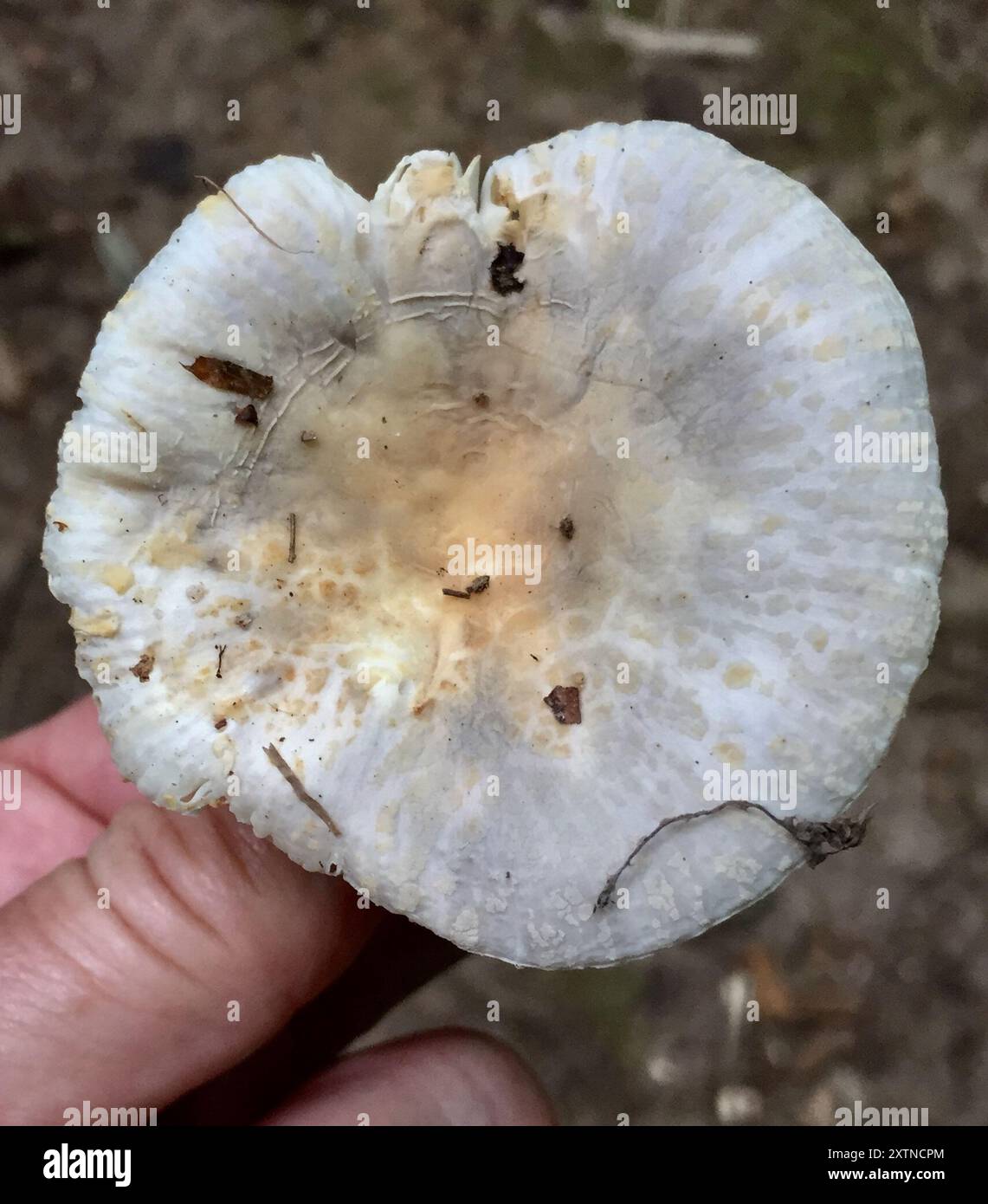 Green Quilt Russula (Russula crustosa) Fungi Stock Photo - Alamy